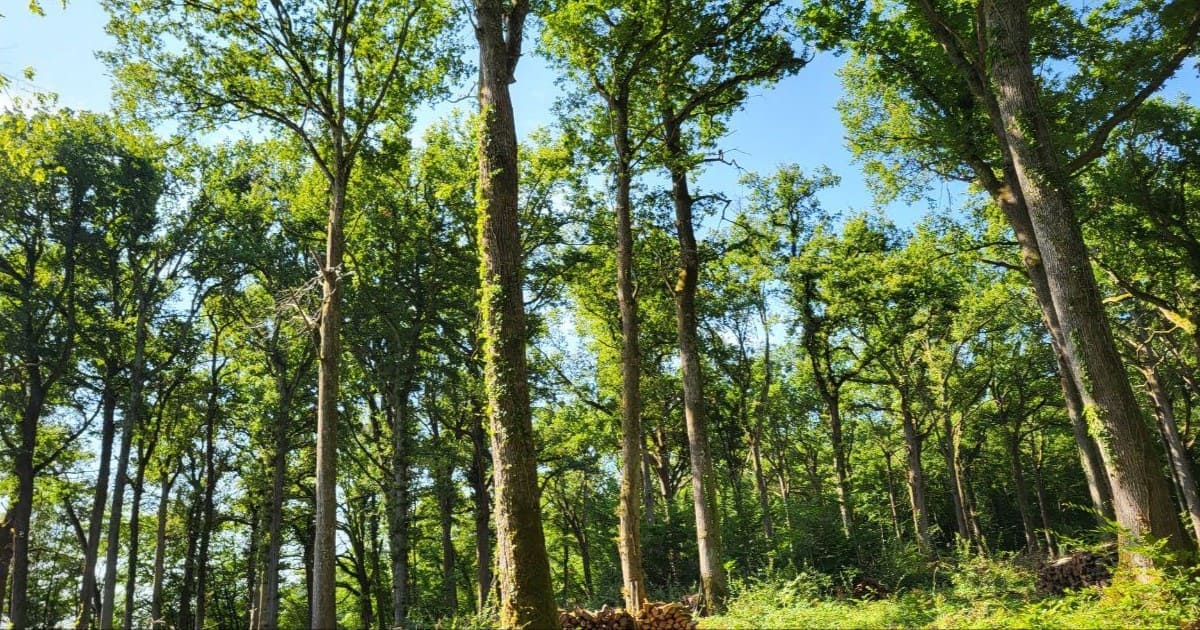 Portfolio - Loïc Sauzet | Technicien forestier au Québec